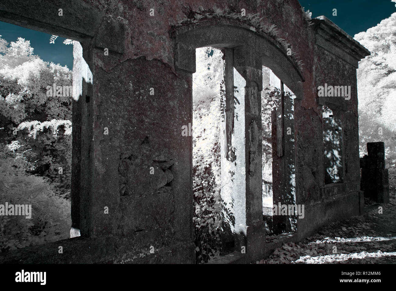Facade of an old house ruin seeing invasive plants and trees. Infrared ...