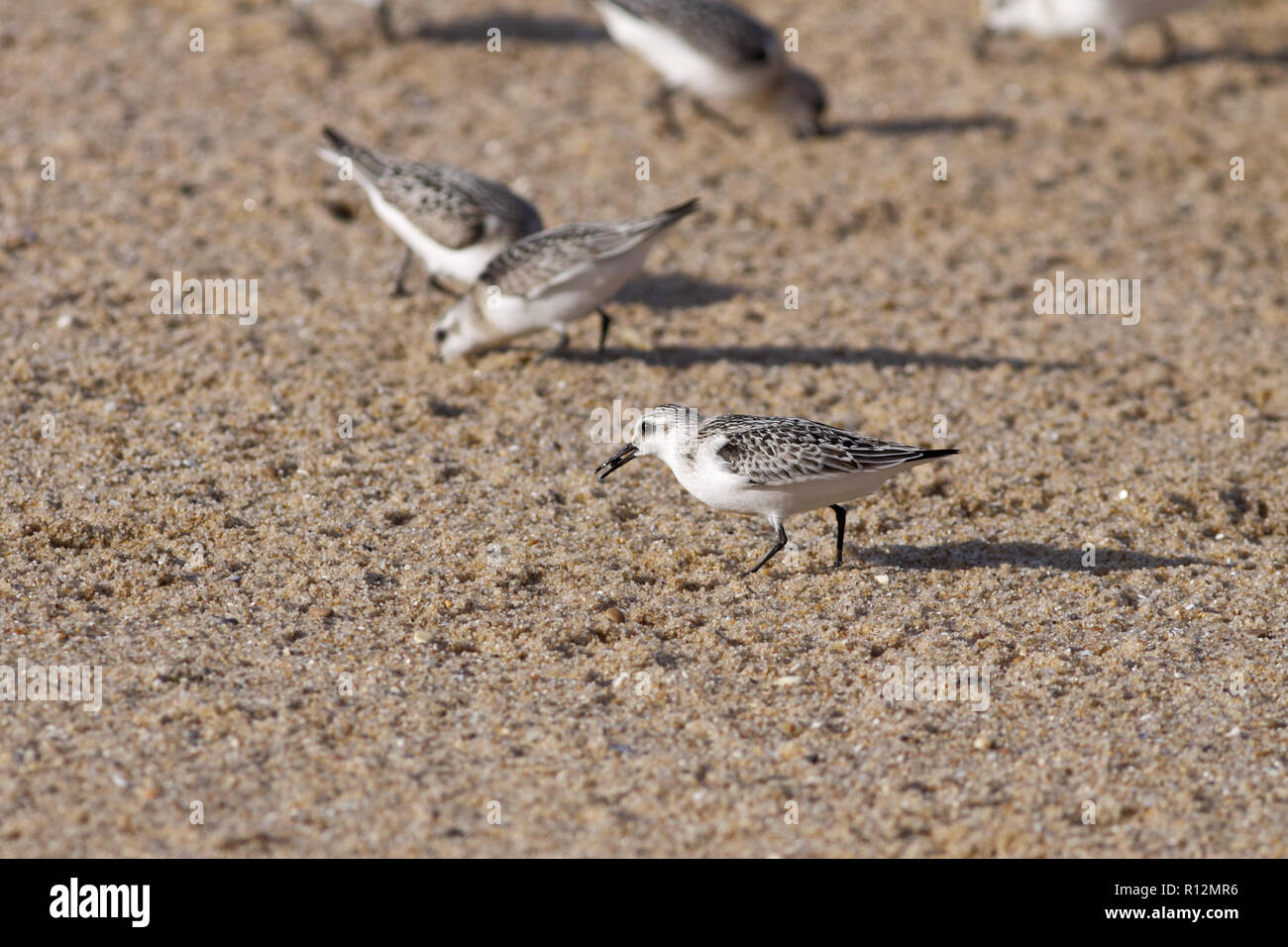 Sand fleas hi-res stock photography and images - Alamy