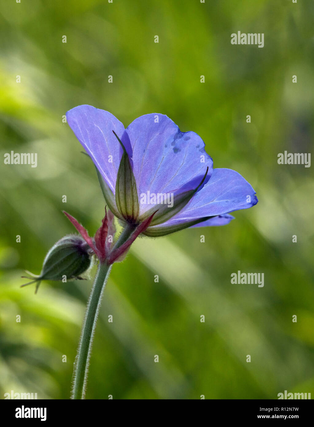 Meadow Crane's-bill flower. Hurst Meadows, East Molesey, Surrey ...