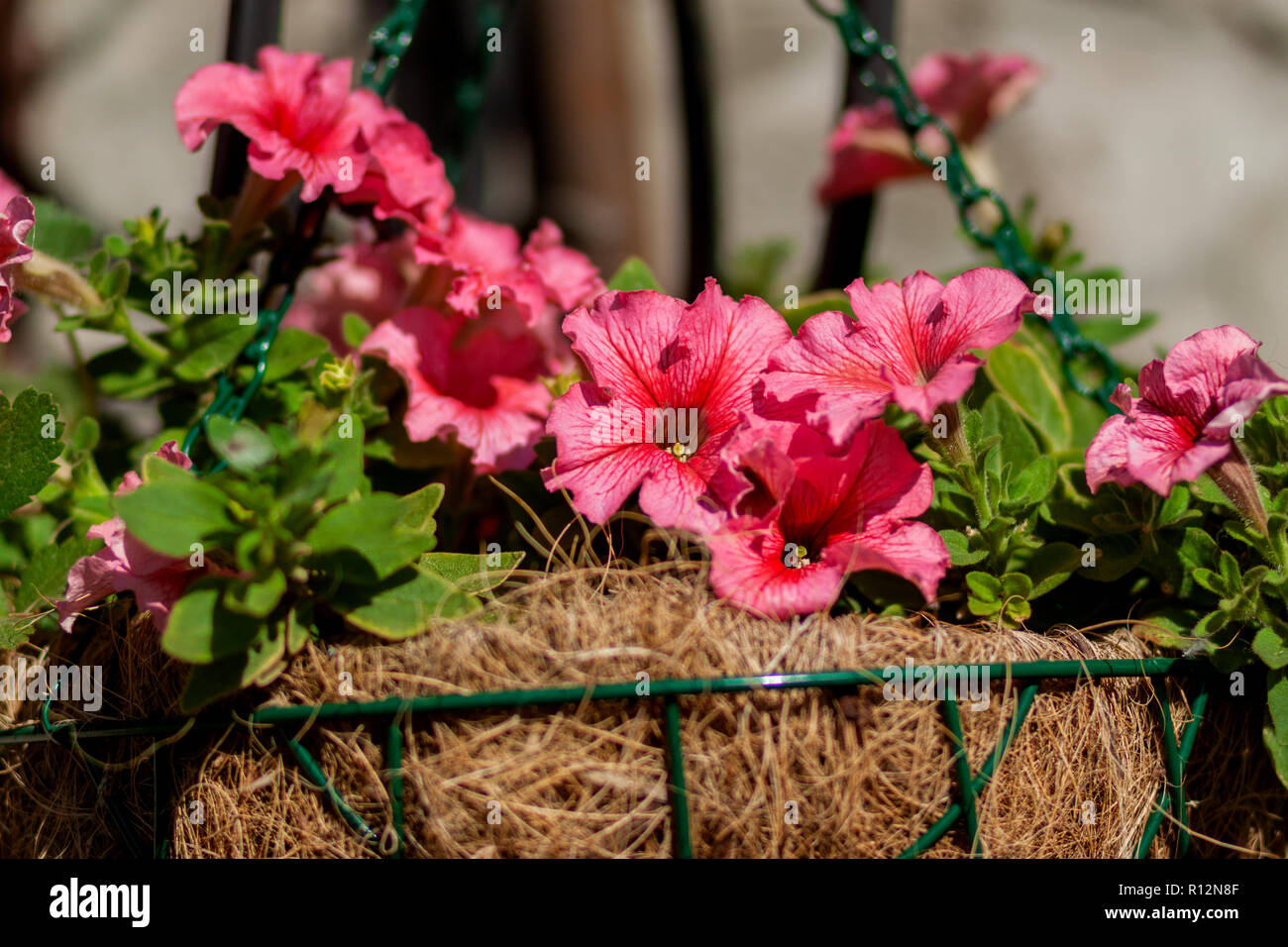 Variegated petunia hi-res stock photography and images - Alamy