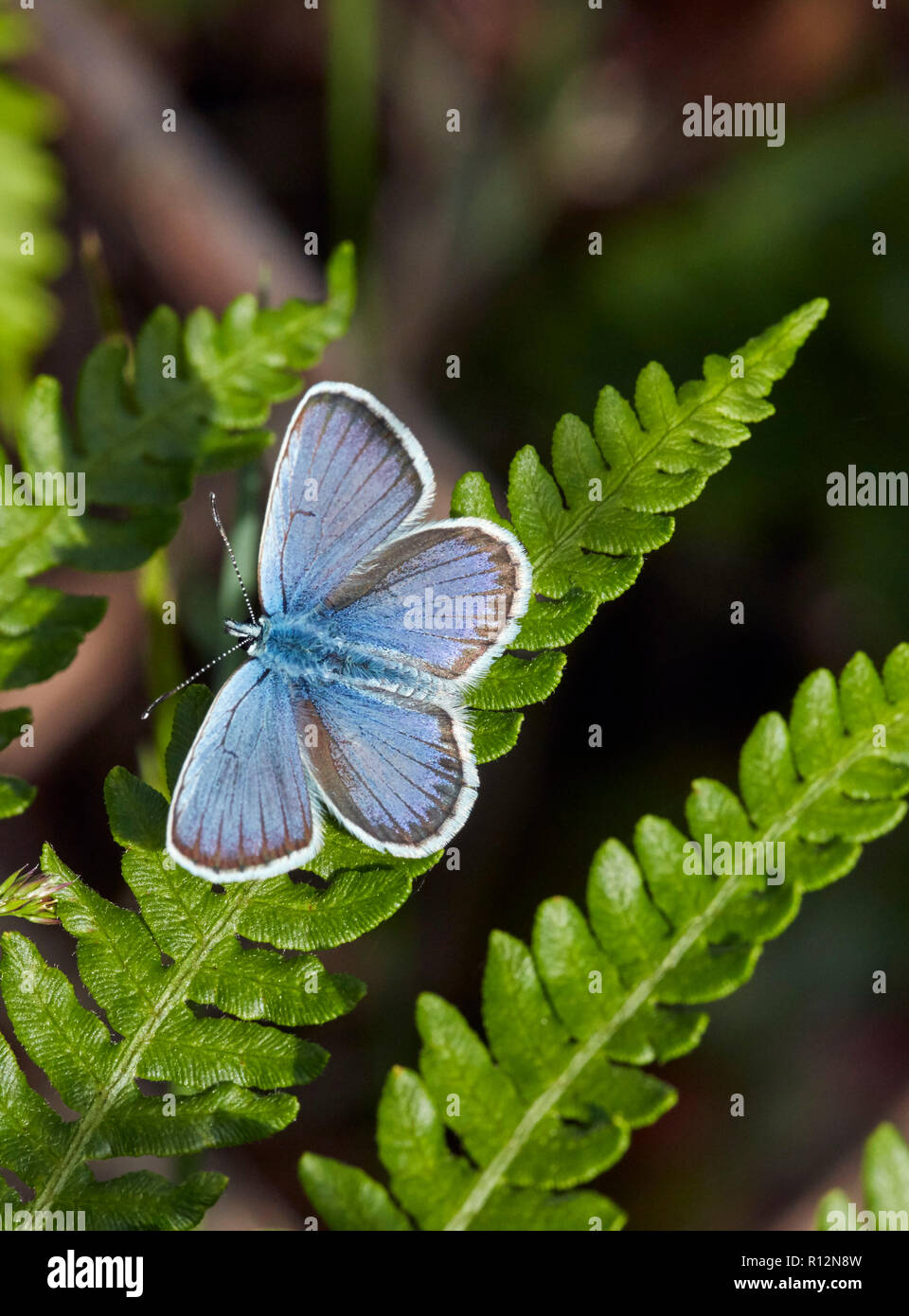 Silver-studded Blue male perched on bracken. Fairmile Common, Esher ...