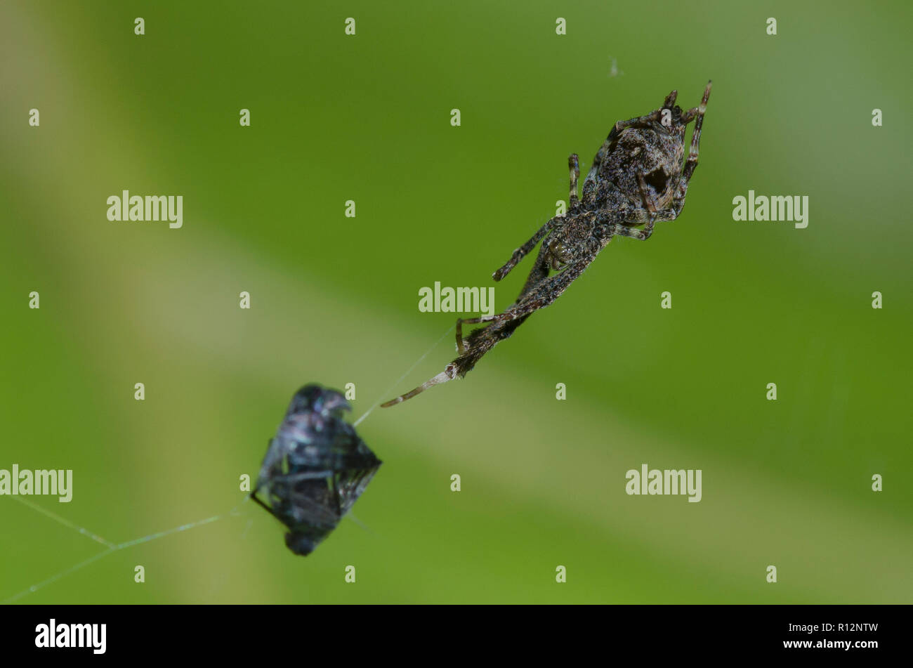 Cribellate Orb Weaver, Uloborus sp., with prey Stock Photo - Alamy