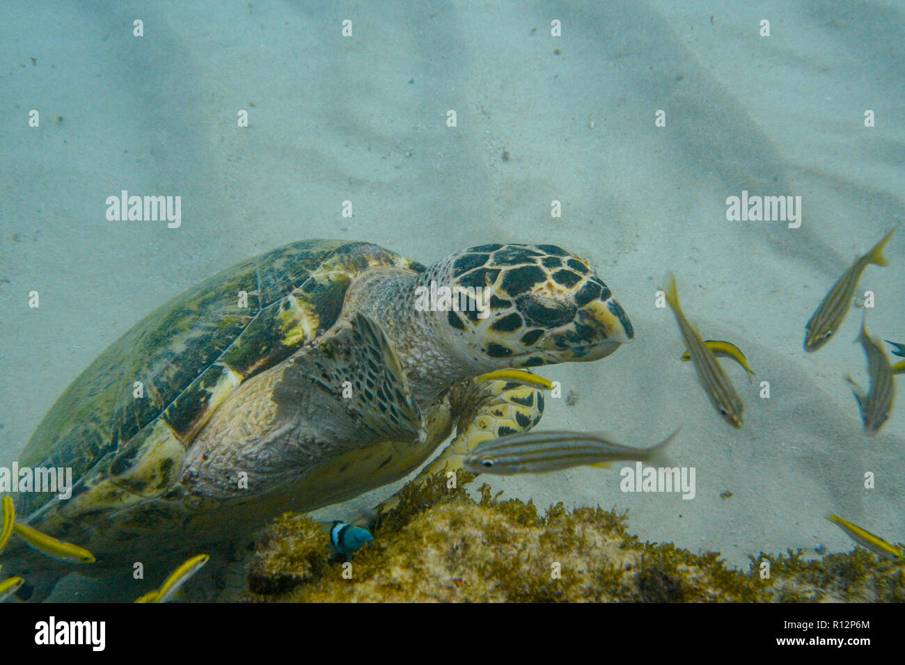 Barbados fish hi-res stock photography and images - Alamy
