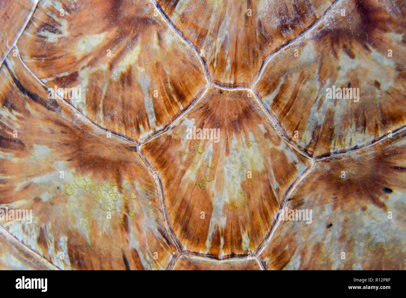 Green Sea Turtle Shell Pattern