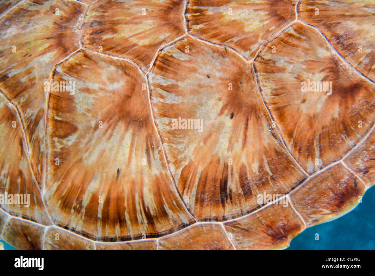 Sea turtle shell close up hi-res stock photography and images - Alamy