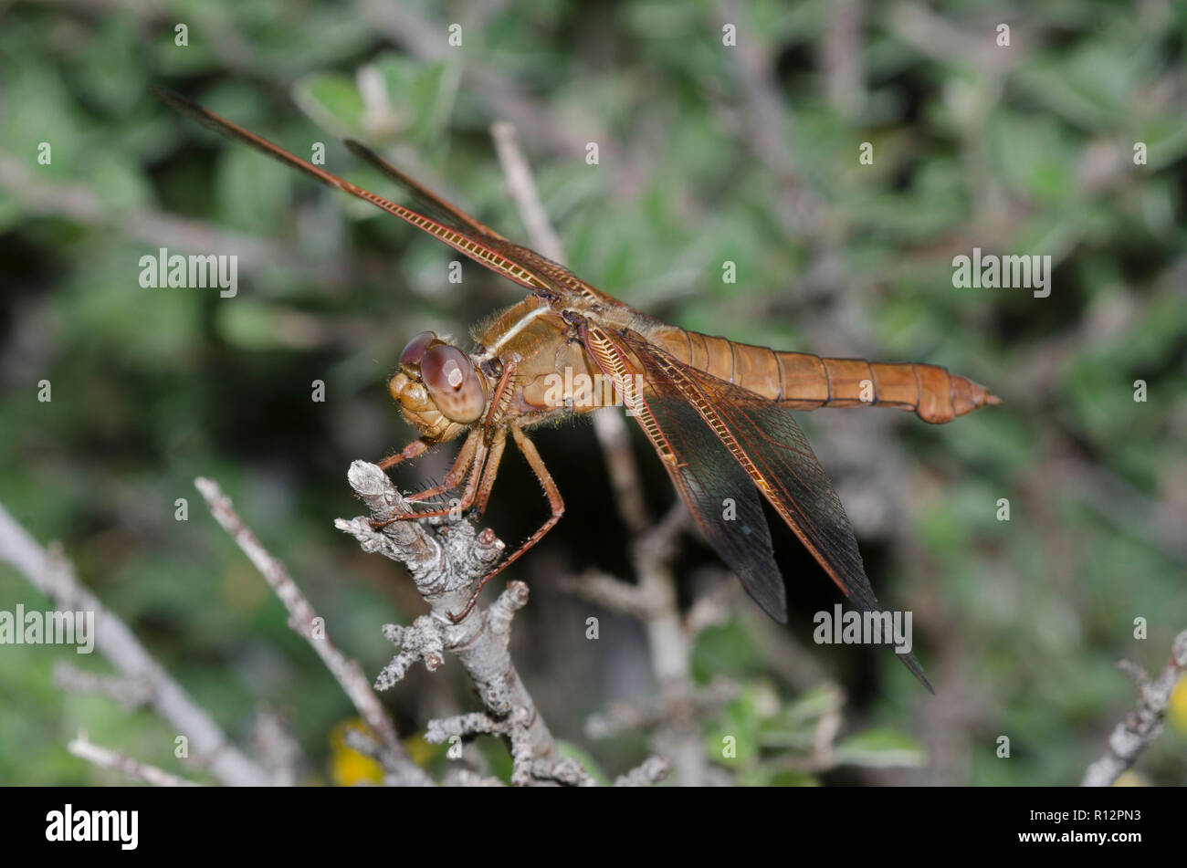 Flame Skimmer, Libellula saturata, female Stock Photo - Alamy