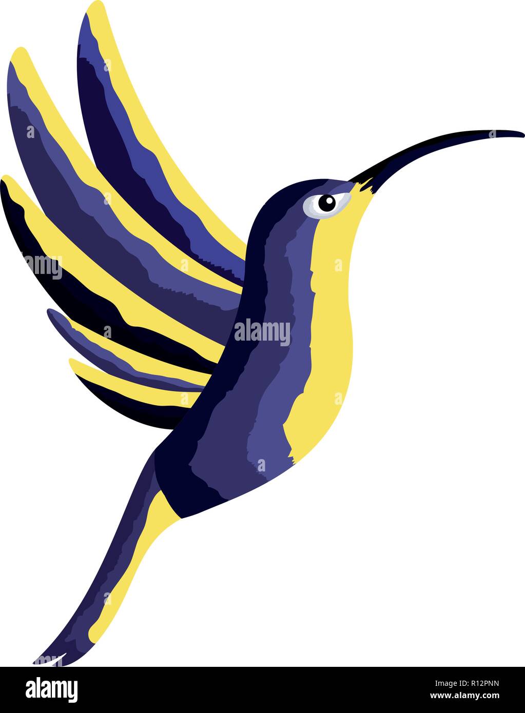 exotic cute hummingbird on white background vector illustration Stock ...