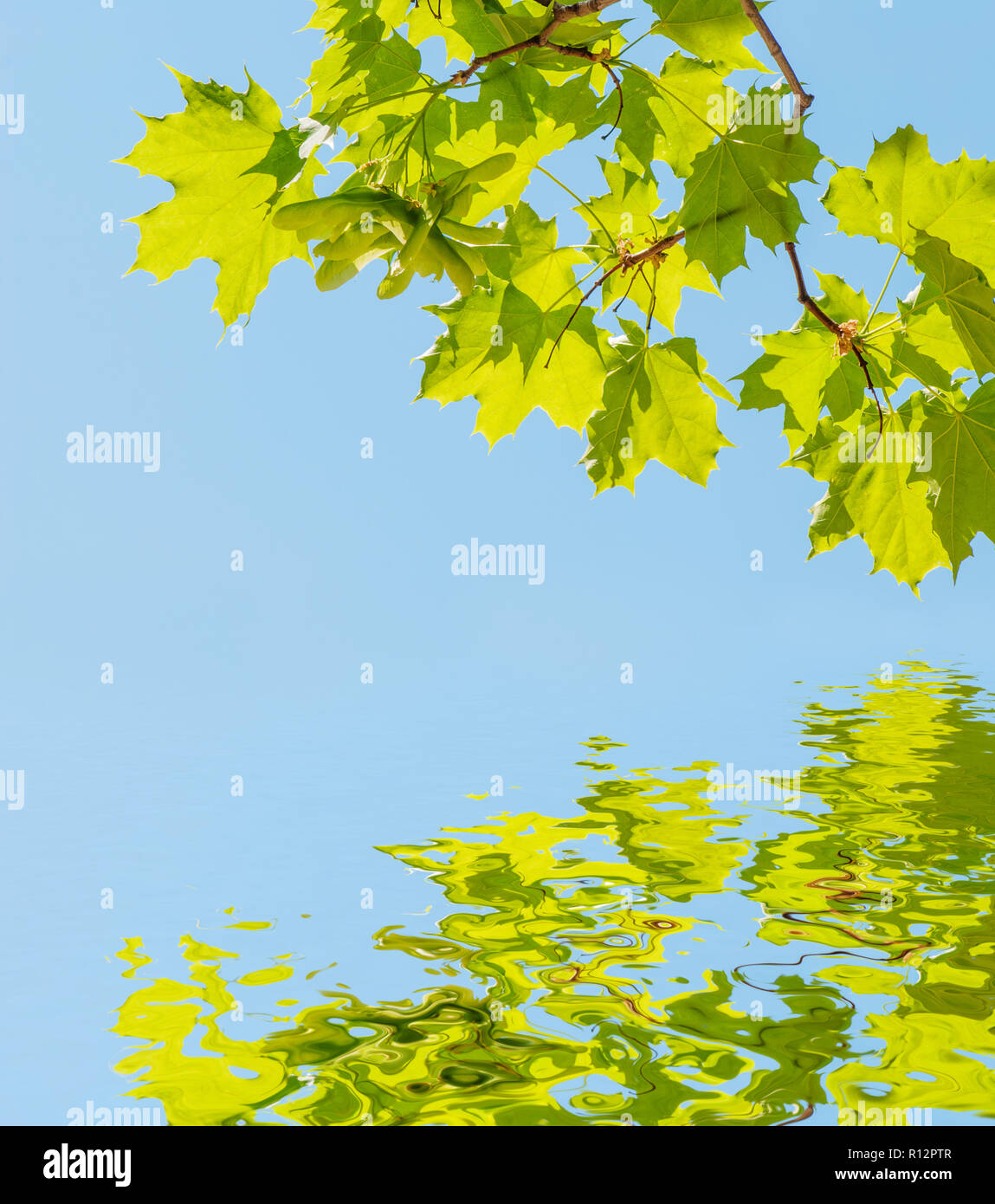 Bright green leaves of maple tree against blue sky with reflection in ...