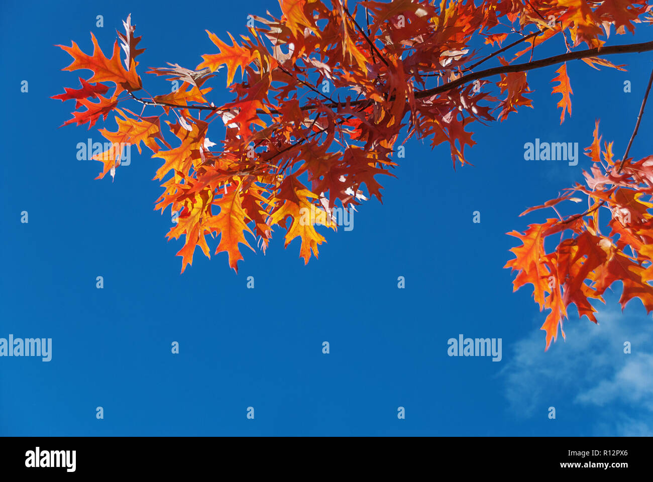 Red oak fall foliage hi-res stock photography and images - Alamy