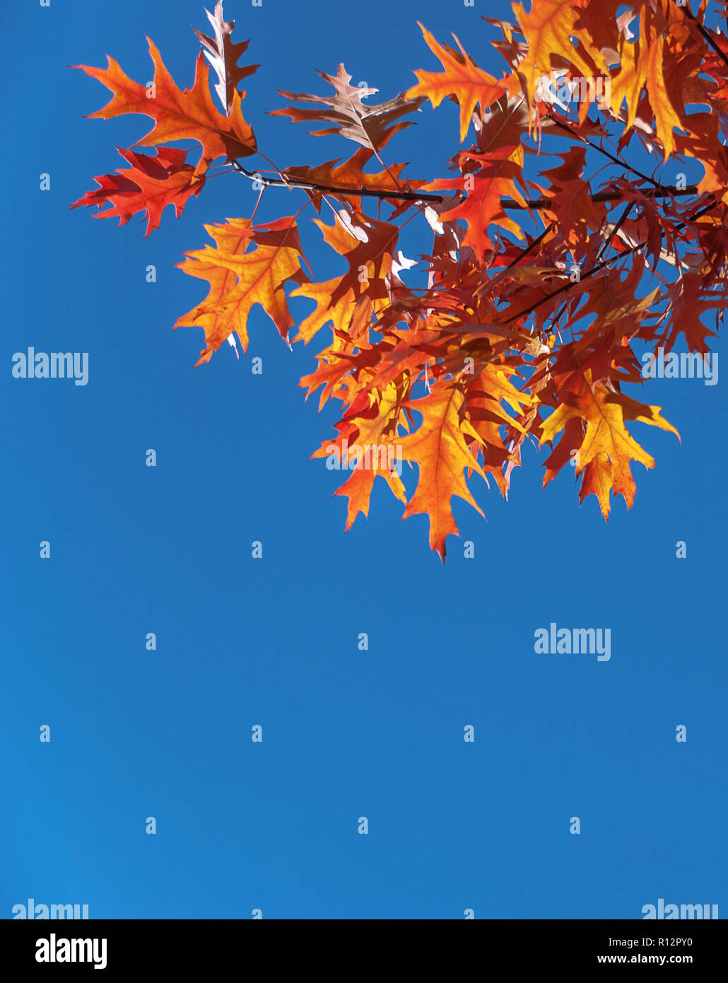 Bright red fall foliage hi-res stock photography and images - Alamy