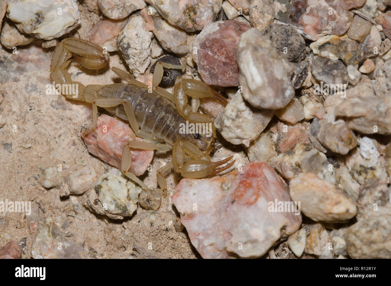Mexico scorpion hi-res stock photography and images - Alamy