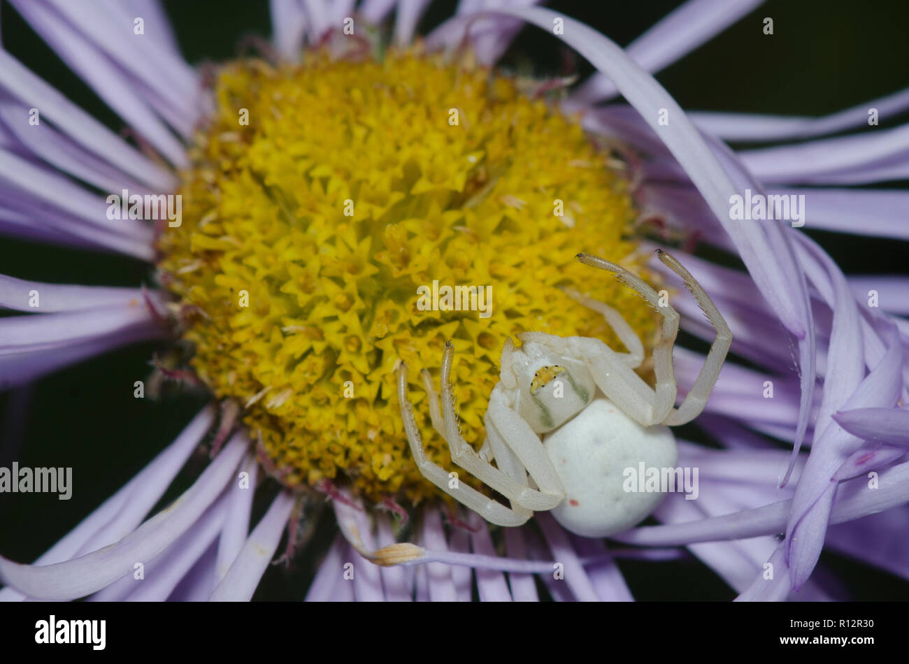 Predator misumena vatia hi-res stock photography and images - Alamy