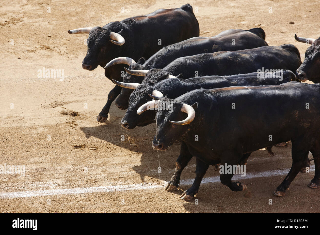 Fighting bulls in the arena. Bullring. Toro bravo. Spain. Horizontal ...