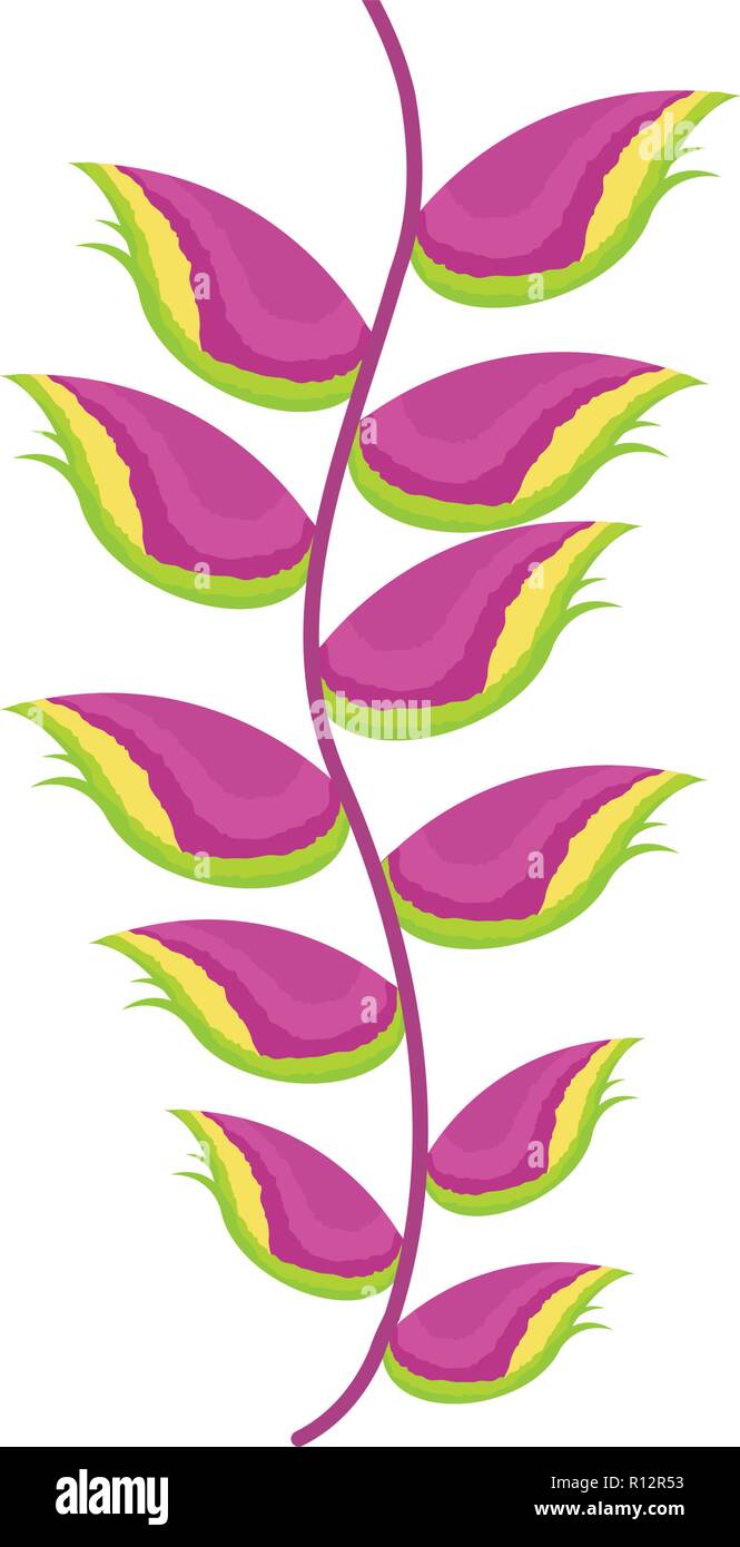 exotic heliconia flower nature tropical vector illustration Stock ...