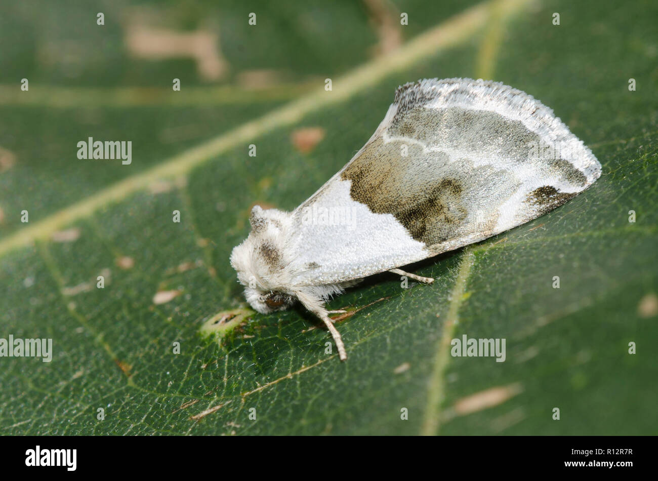 Owlet moth hi-res stock photography and images - Alamy