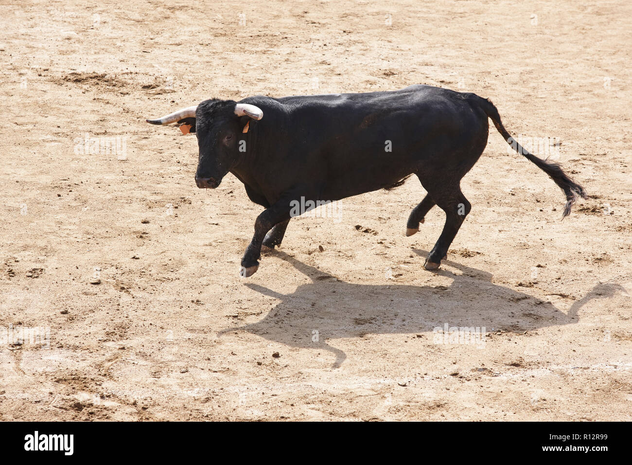Fighting bull in the arena. Bullring. Toro bravo. Spain. Horizontal ...