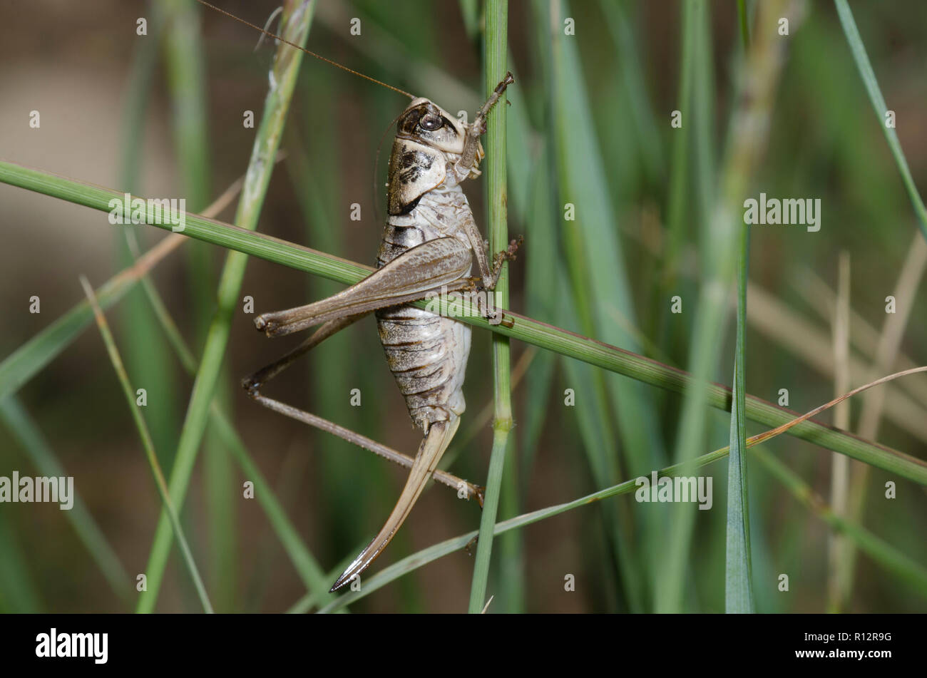 Shieldback katydid hi-res stock photography and images - Alamy