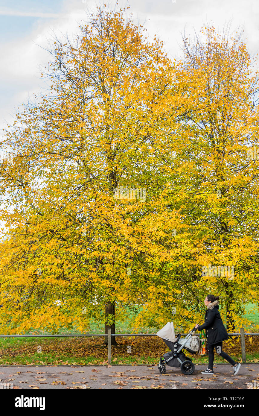 Clapham Common, London. 8th Nov 2018. UK Weather: The sun shines trees ...