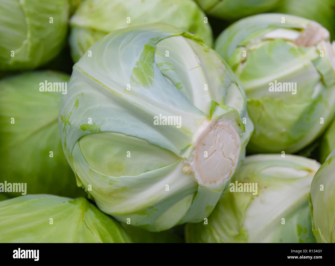 White cabbage heads hi-res stock photography and images - Alamy