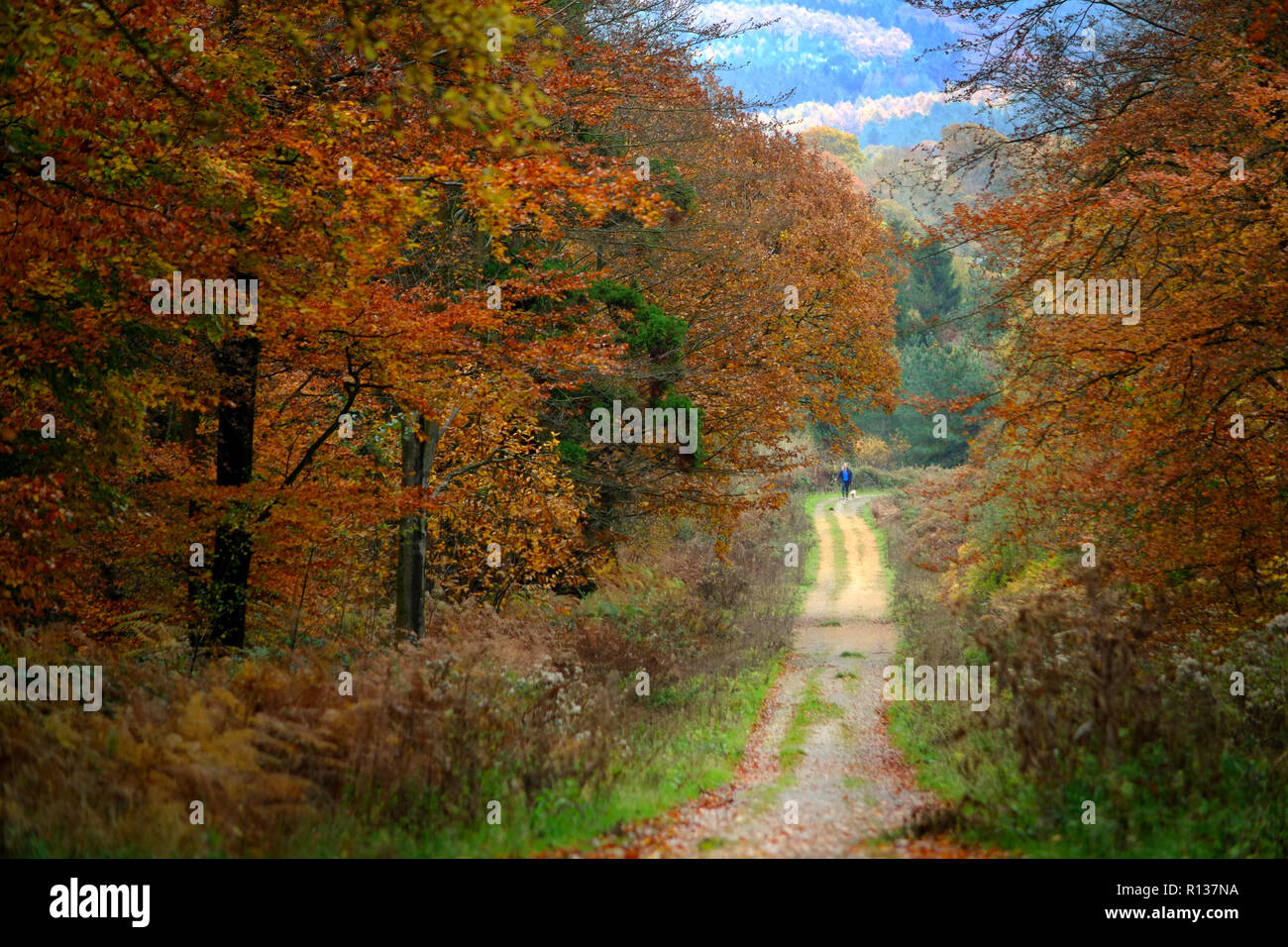 Brightling park hi-res stock photography and images - Alamy