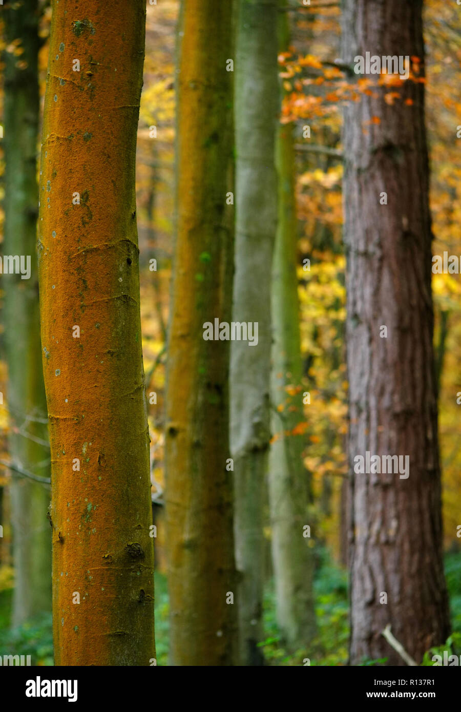 Colourful tree trunks n Brightling, UK Stock Photo - Alamy