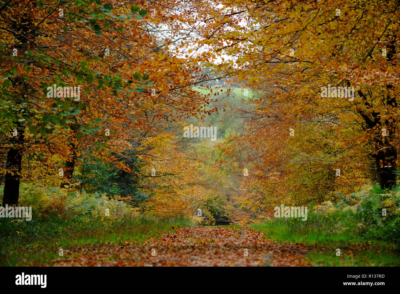 Brightling park hi-res stock photography and images - Alamy