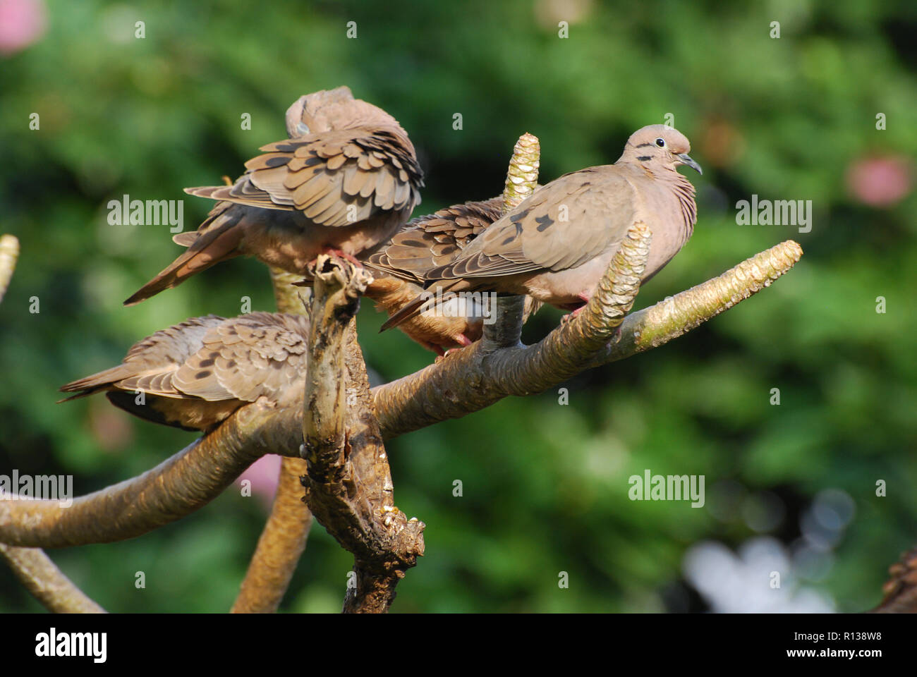 Tree with a bunch of eared doves Stock Photo - Alamy