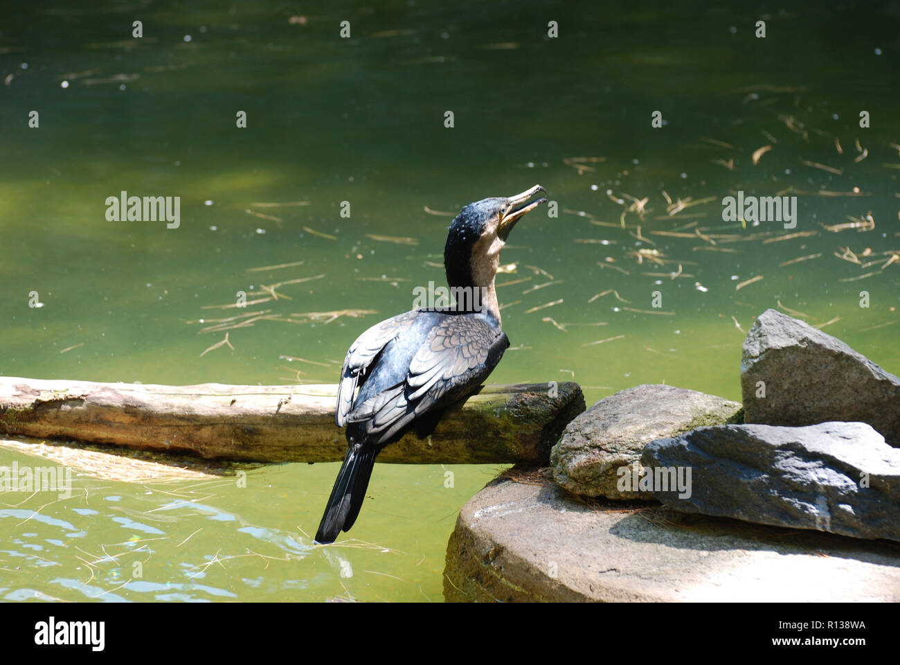 Hooked Beak High Resolution Stock Photography and Images - Alamy
