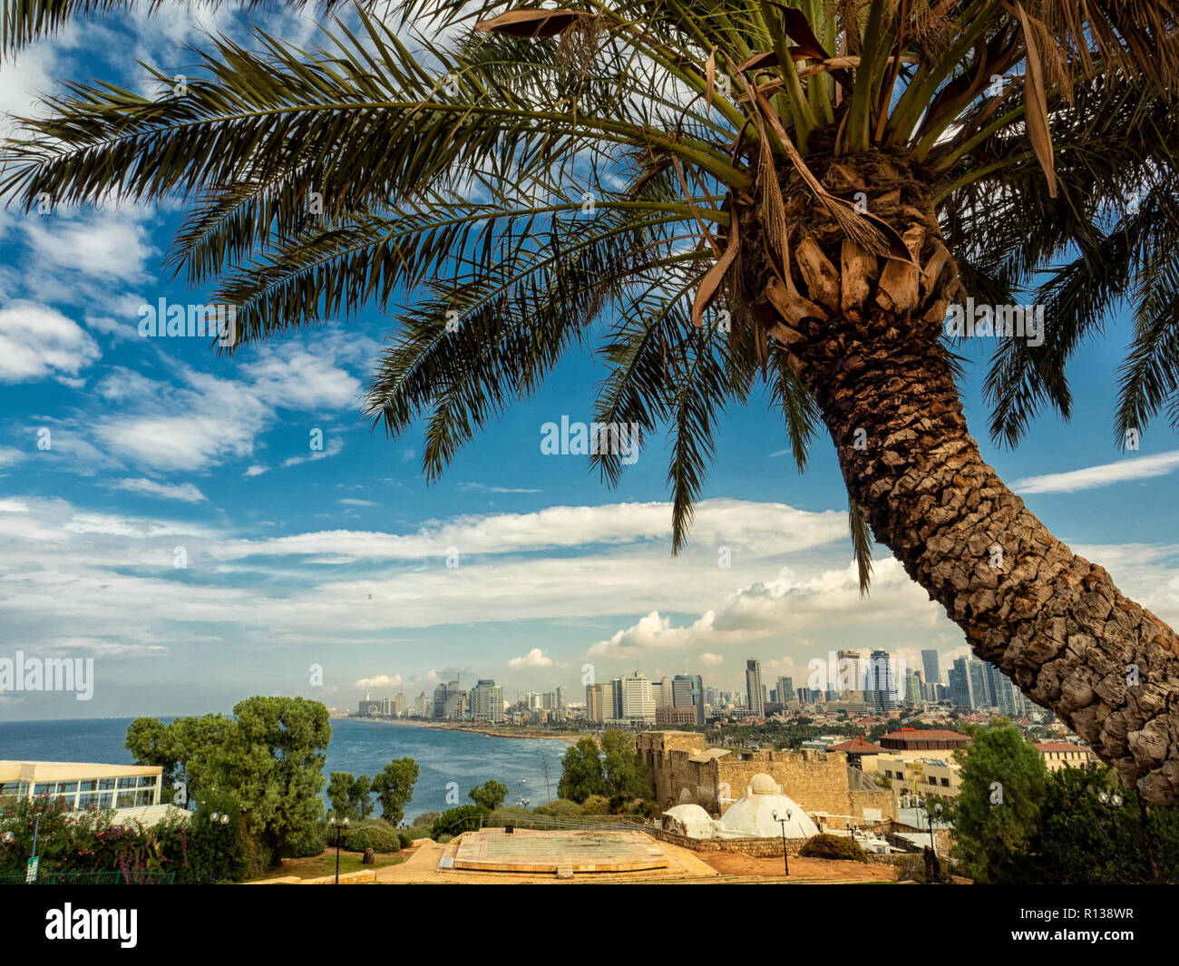 Tel Aviv Cityscape from Jaffa Fort with Palm Tree Stock Photo - Alamy