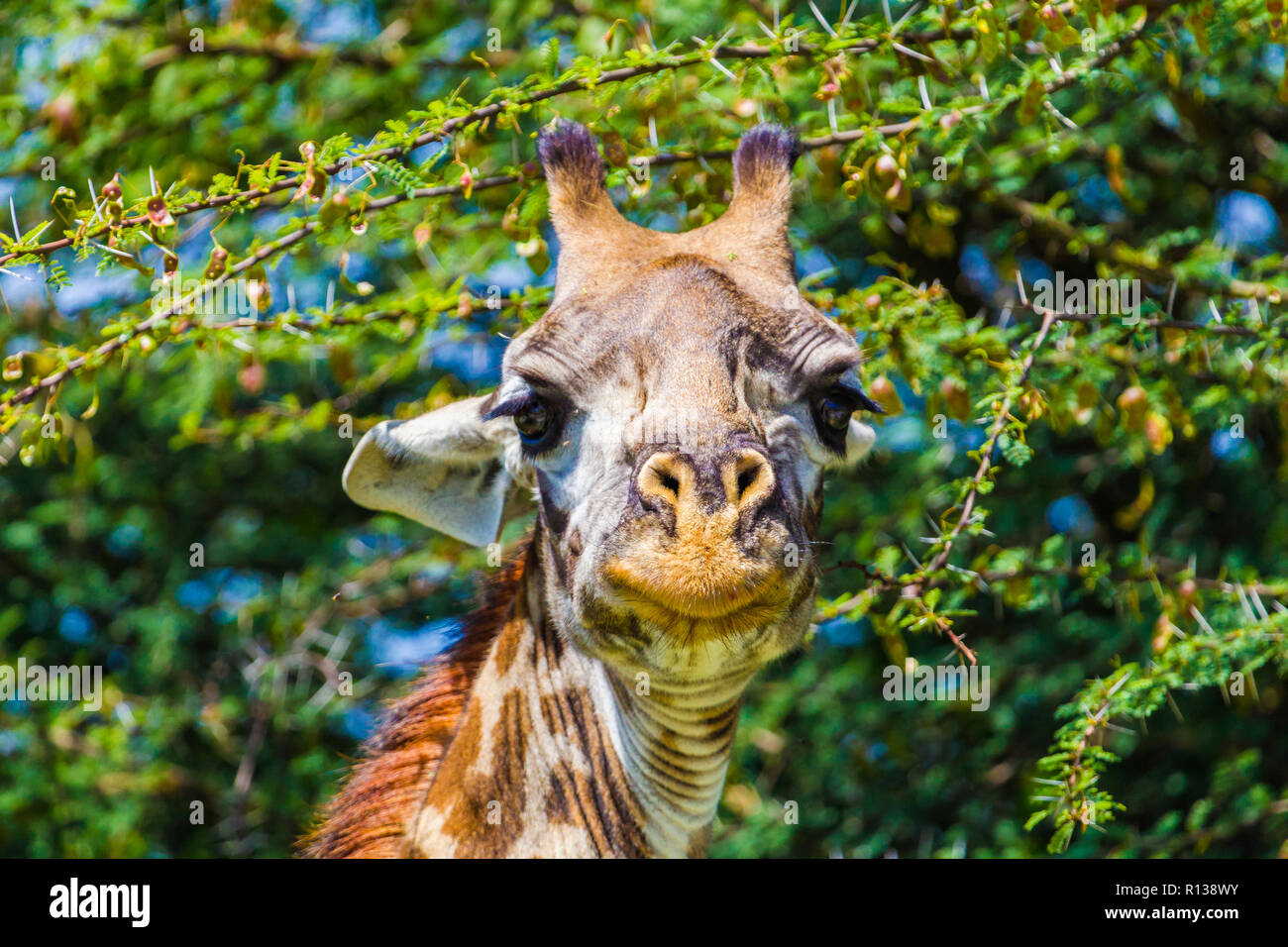 Giraffe mouth teeth hi-res stock photography and images - Alamy
