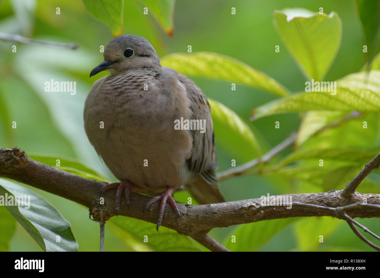 Eared dove balancing on a tree in Aruba Stock Photo - Alamy