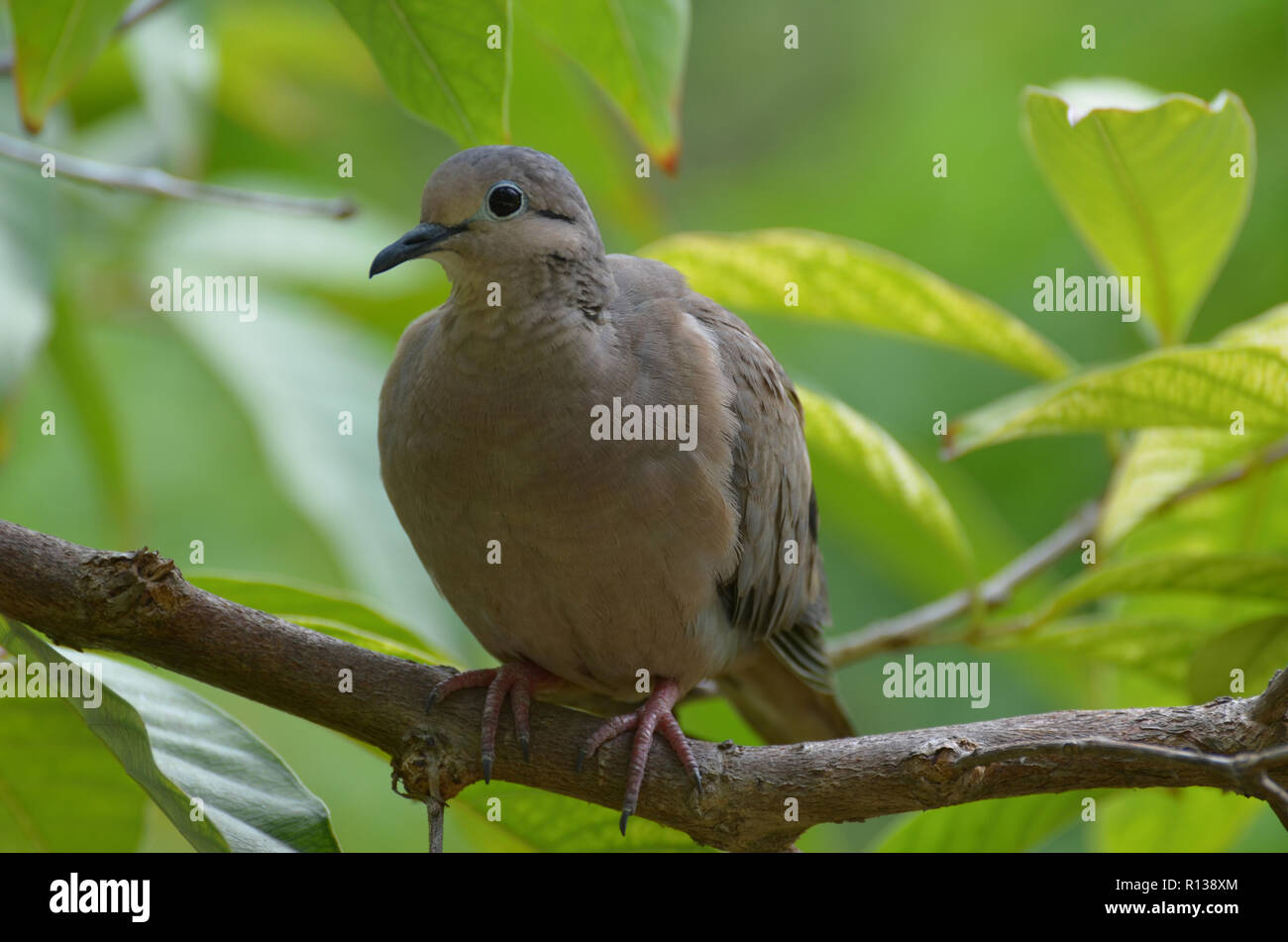 Eared doves hi-res stock photography and images - Alamy