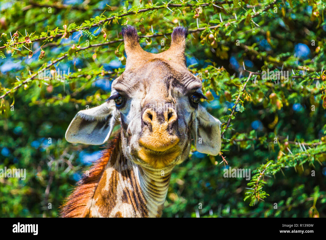 Giraffe mouth teeth hi-res stock photography and images - Alamy