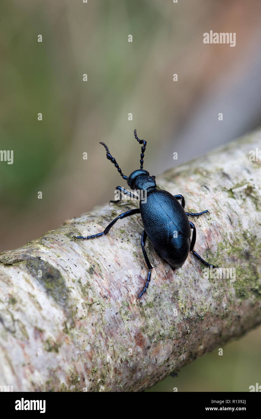 Violet Oil Beetle (Meloe violaceus), Peak District National Park, UK ...