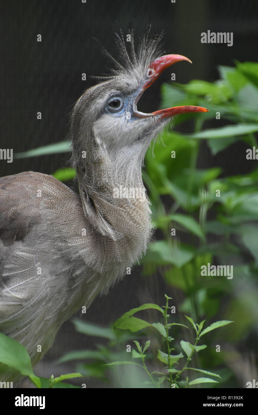 Crested cariema bird up close and personal Stock Photo - Alamy