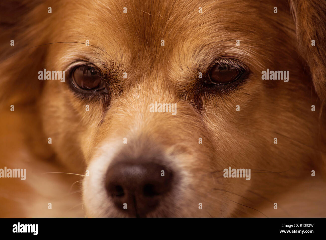 Portrait of a happy cute brown dog , closeup face Stock Photo - Alamy