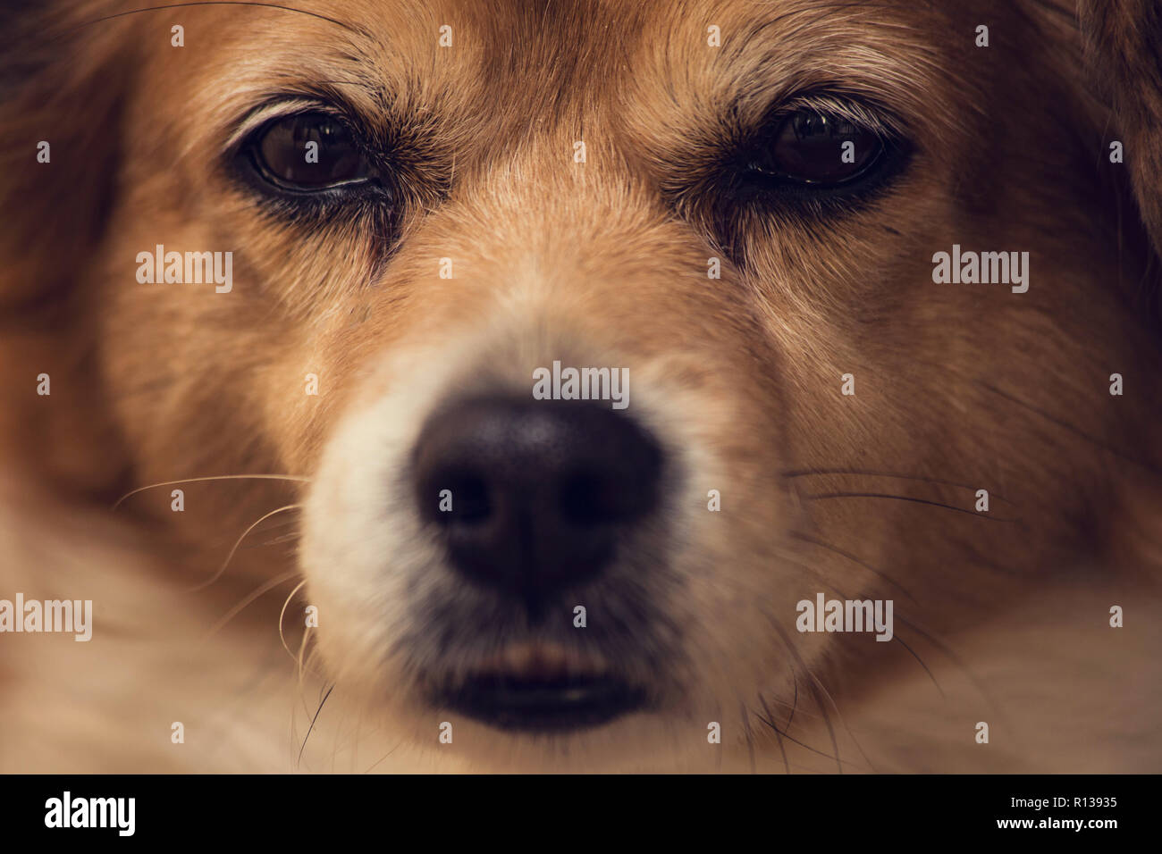 Portrait of a happy cute brown dog , closeup face Stock Photo - Alamy