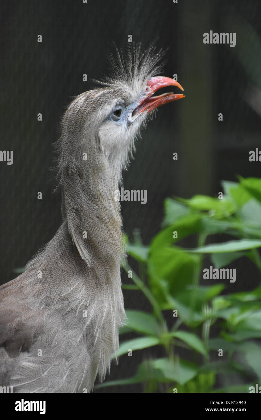 Crested cariema bird with a brilliant orange beak Stock Photo - Alamy