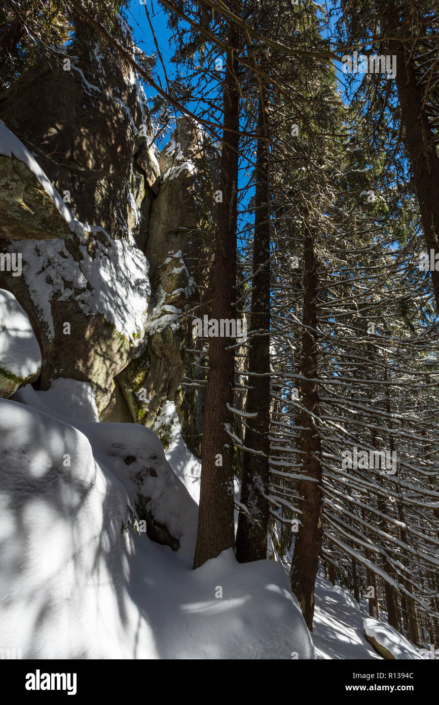 Sunny winter day snow covered stony boulder rock view in wild fir ...