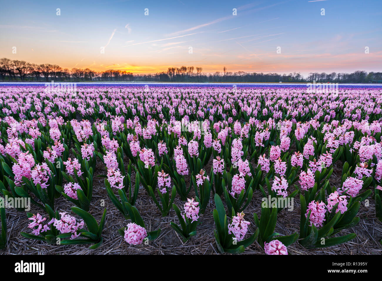 Colorful blooming flower field with pink and blue hyacinths during ...