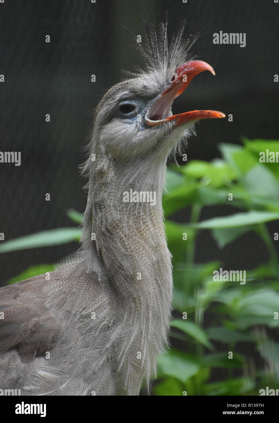 Cawing and calling red legged seriema bird Stock Photo - Alamy