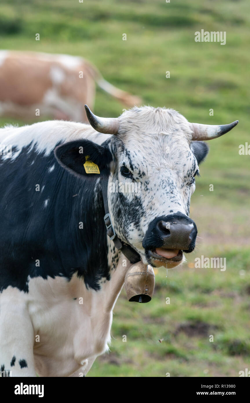 Witrik cow in the Dolomites Stock Photo - Alamy