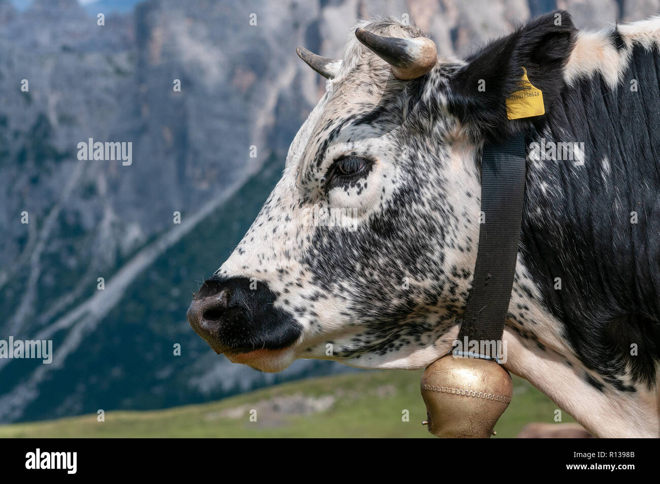Witrik cow in the Dolomites Stock Photo - Alamy