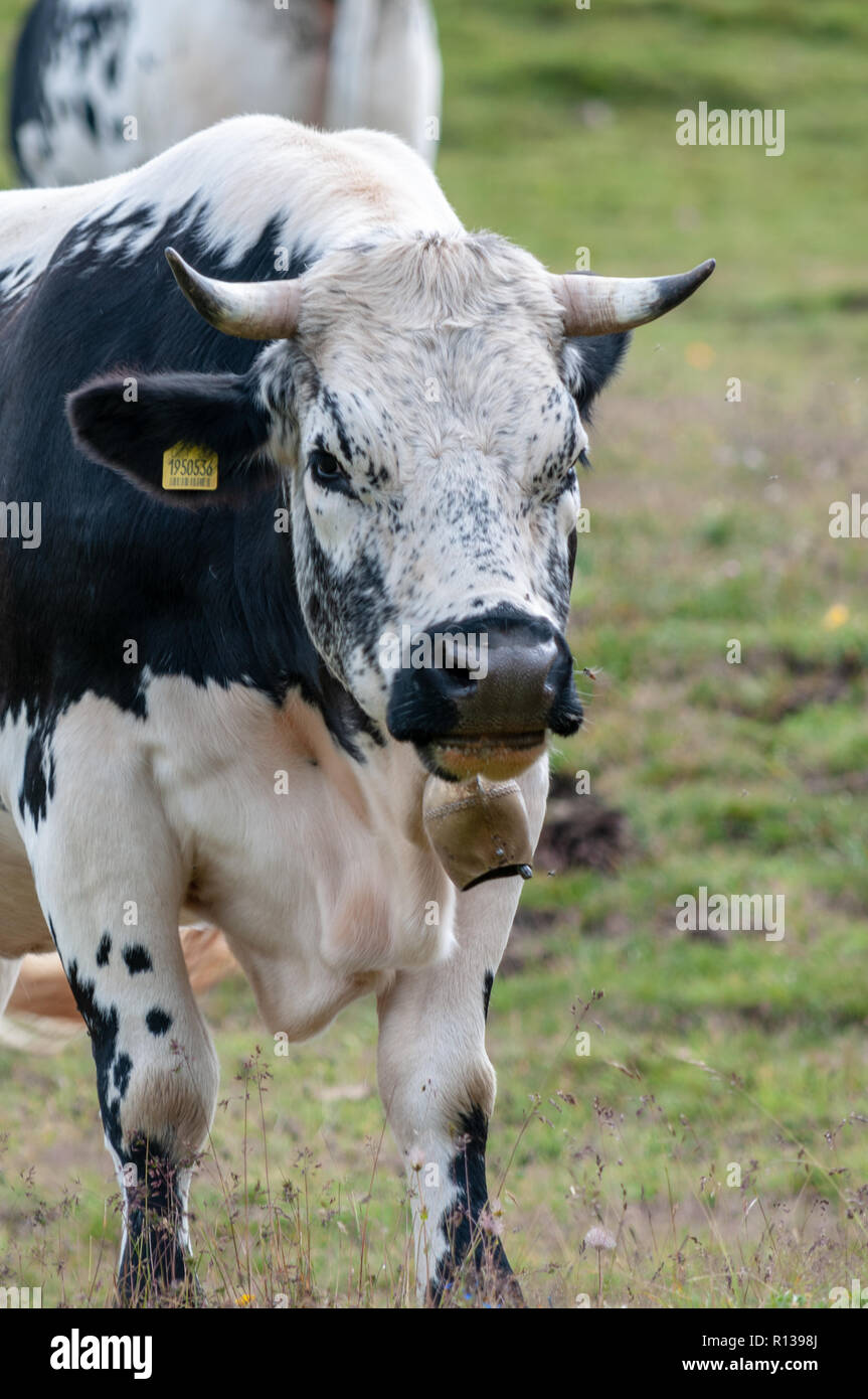 Witrik hi-res stock photography and images - Alamy