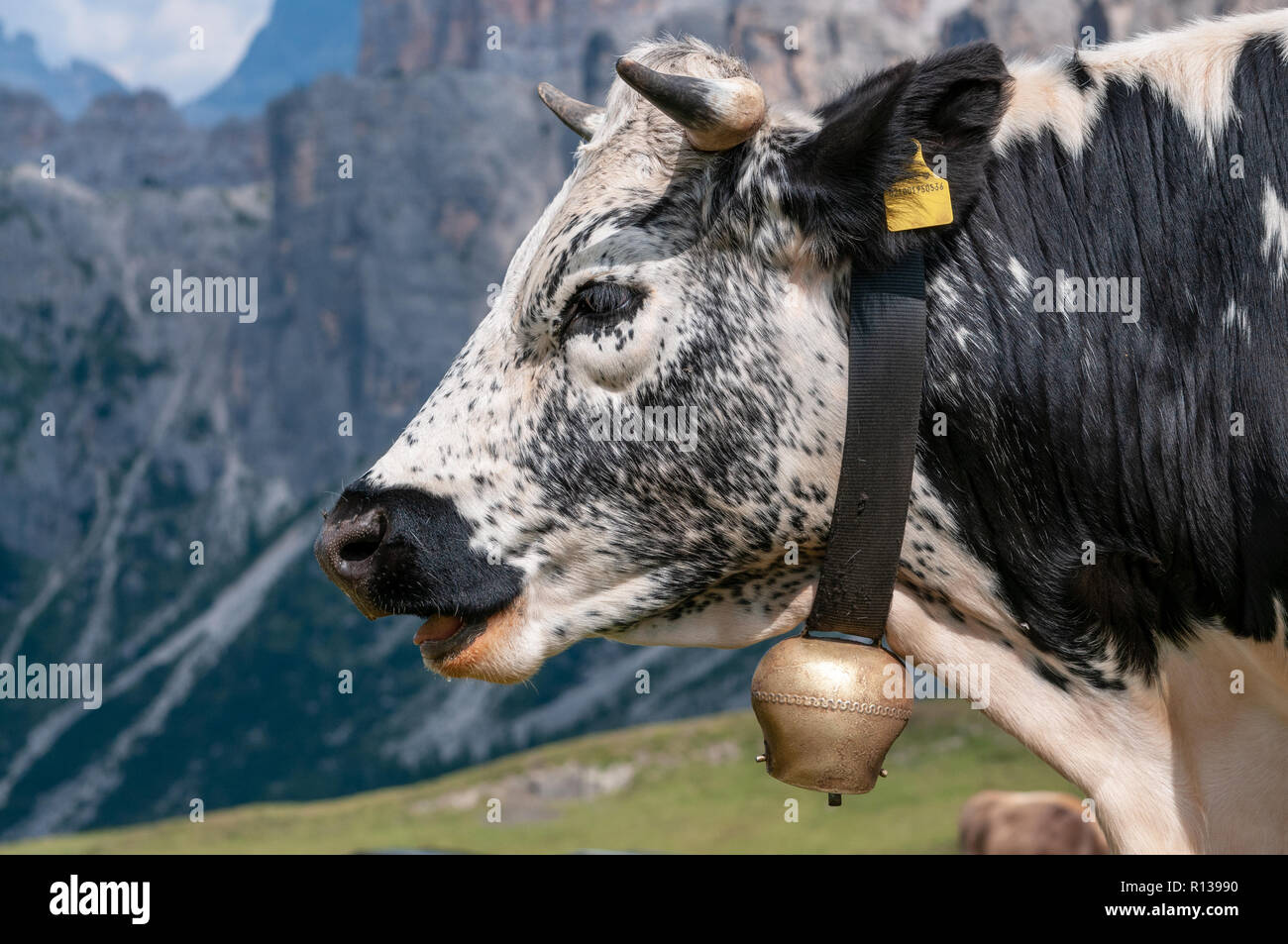 Witrik hi-res stock photography and images - Alamy