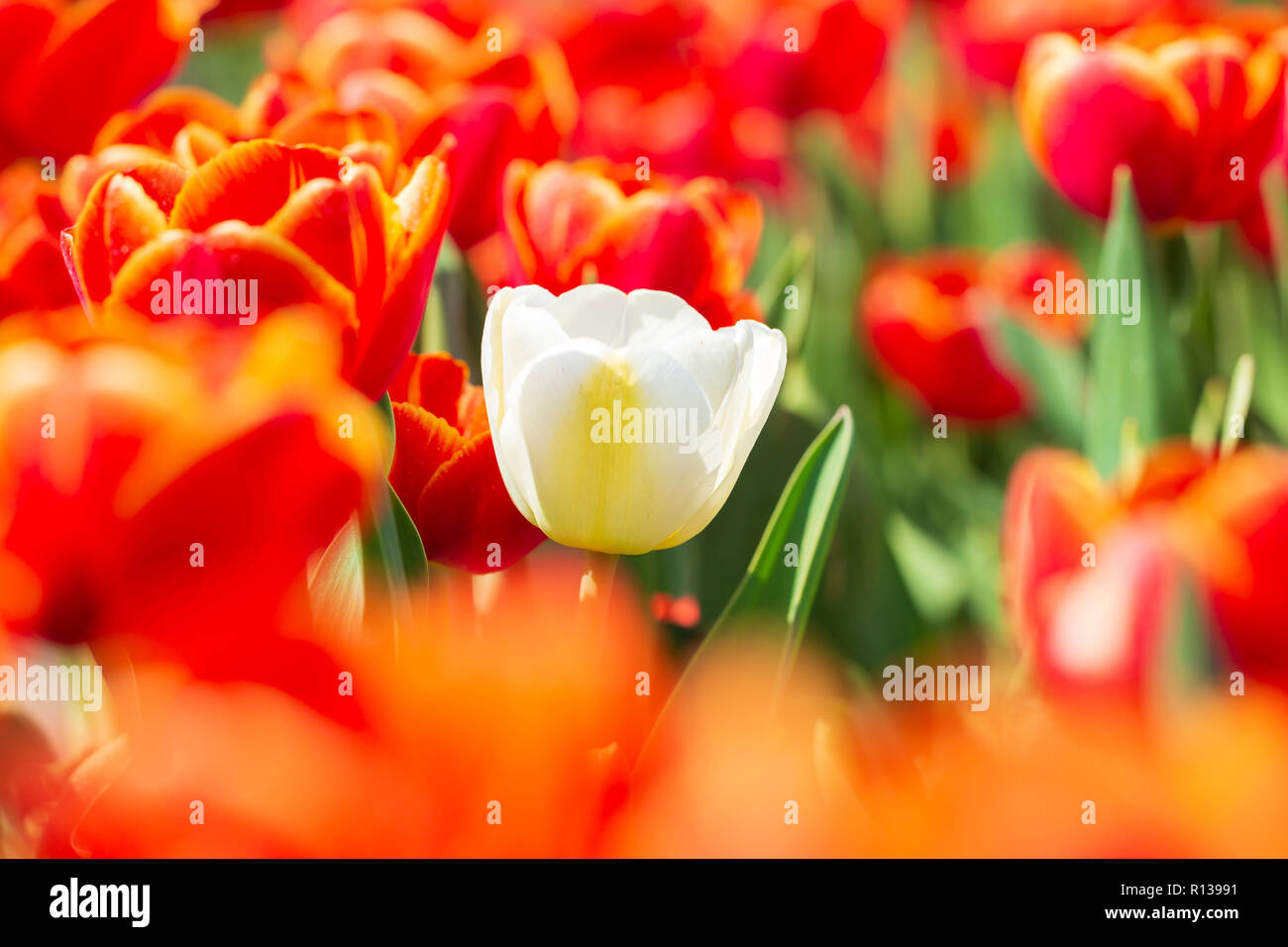 Holland dutch flower hi-res stock photography and images - Alamy