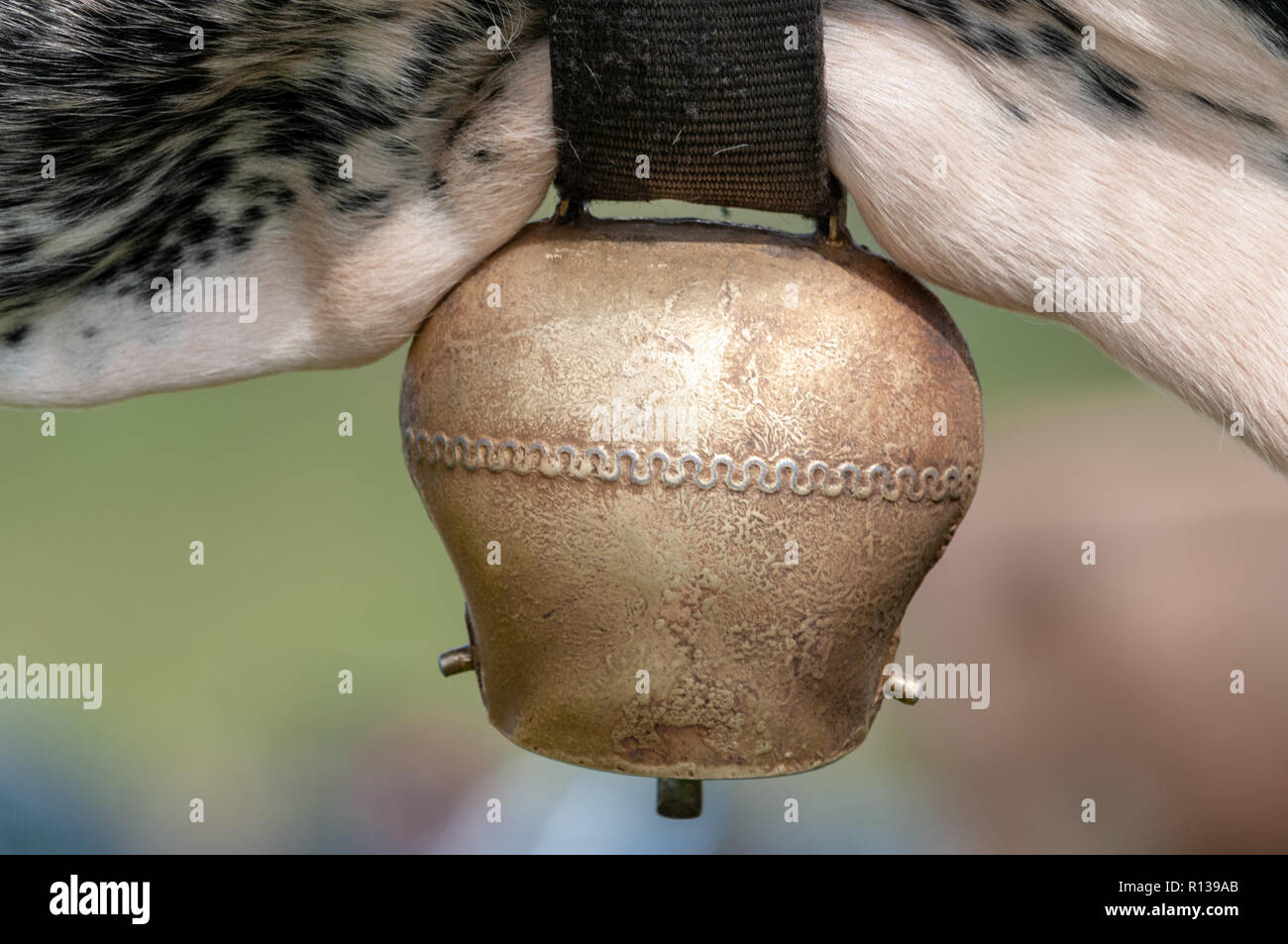 Witrik cow in the Dolomites Stock Photo - Alamy