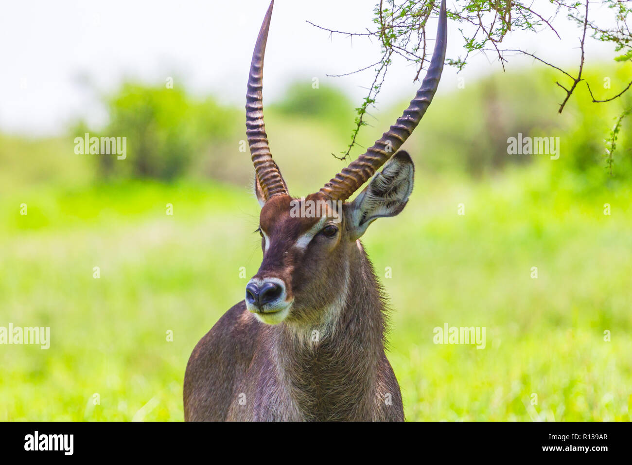 Waterbuck Head High Resolution Stock Photography and Images - Alamy