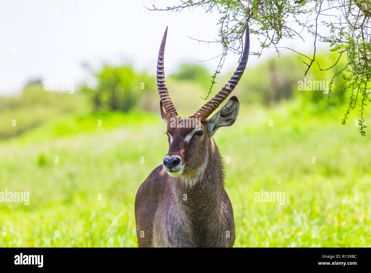 Waterbuck Head High Resolution Stock Photography and Images - Alamy