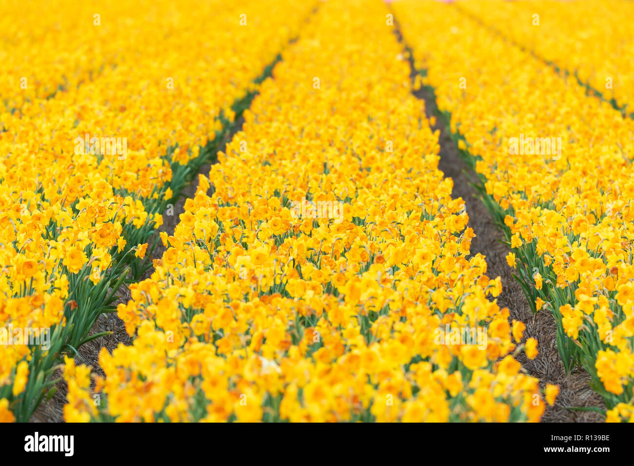 Colorful blooming flower field with yellow Narcissus or daffodil during ...